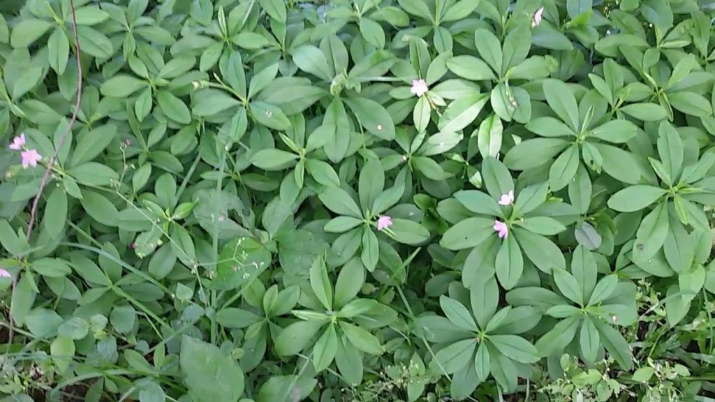 Como fazer um bredo para Páscoa sem gastar muito e bem rapidinho