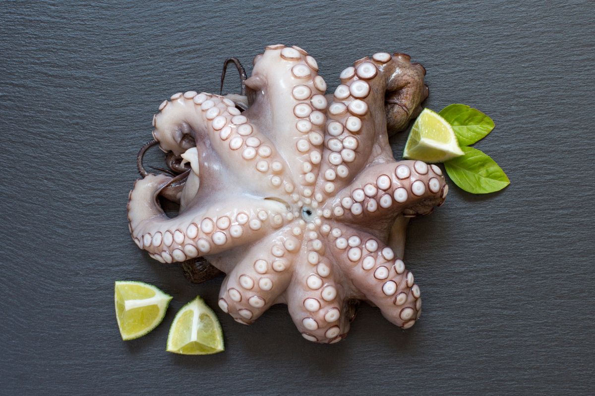 Quer polvo para Páscoa? Ensinamos como escolher polvo da forma certa ...