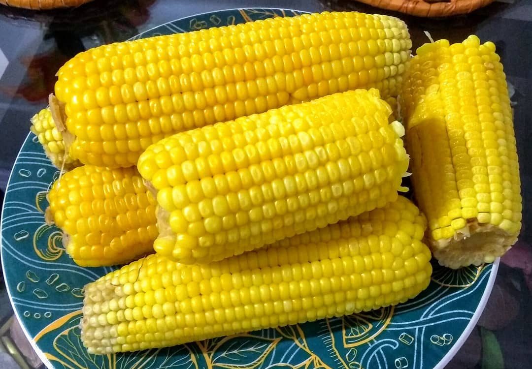 Como fazer milho verde cozido e ficar salgadinho e molinho no ponto certo