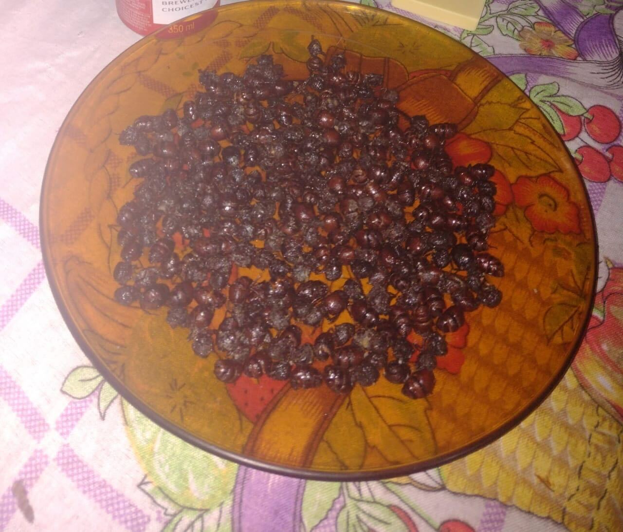 Receita de tanajura do jeito CERTO para ficar sequinha e incendiar