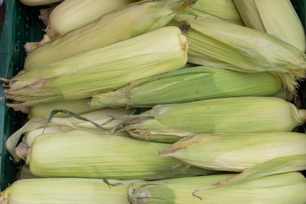 Truque ensina como escolher milho novo e saboroso ainda na palha ...